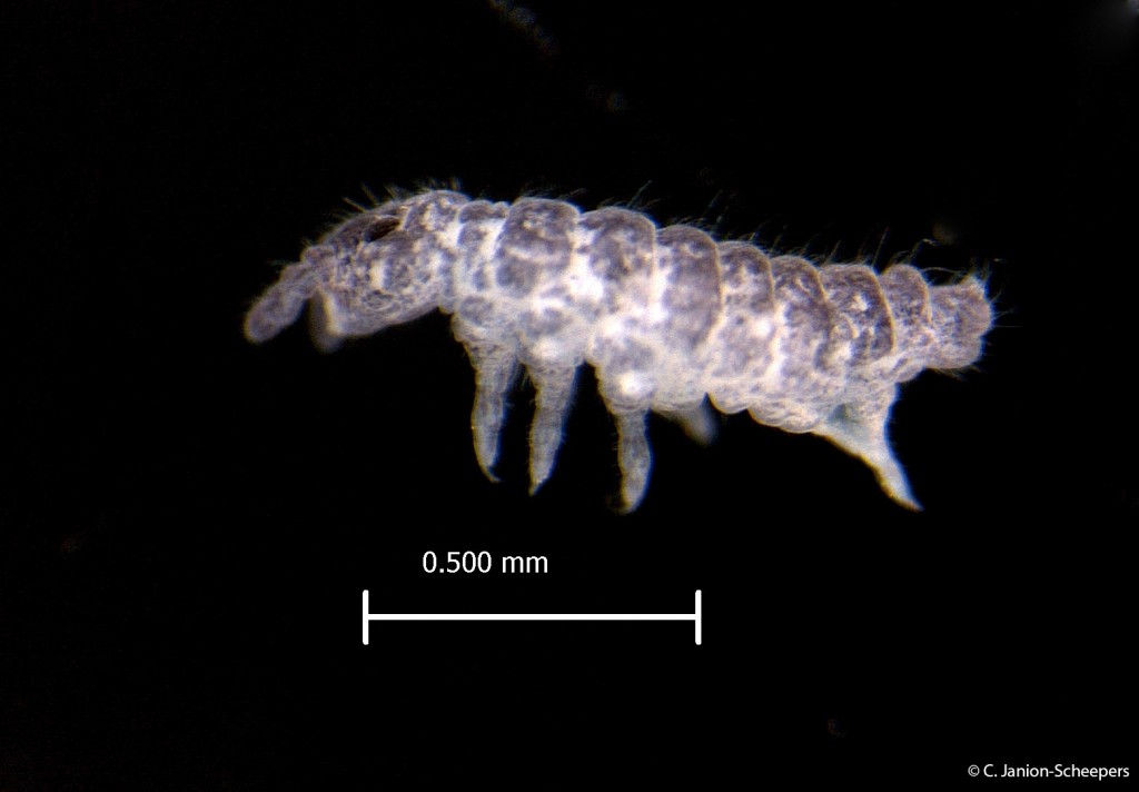 Ceratophysella denticulata - Collembola of South Africa