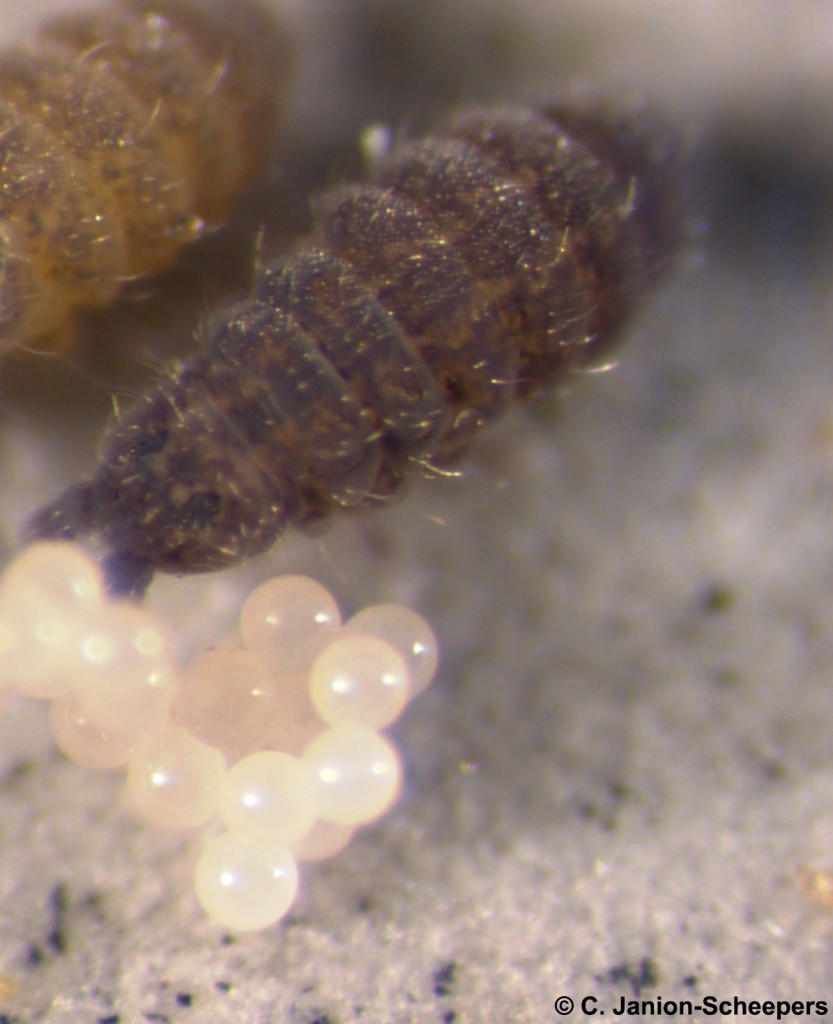 Ceratophysella denticulata laying eggs - Collembola of South Africa